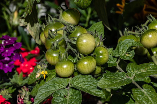 Tomatenstaude Bilder – Durchsuchen 392 Archivfotos, Vektorgrafiken und ...