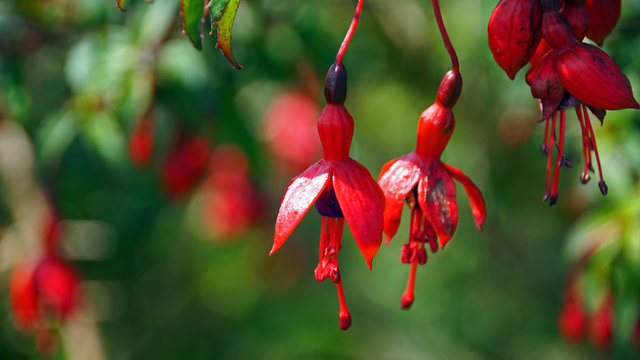 「Fuchsien」の写真素材 | 381件の無料イラスト画像 | Adobe Stock