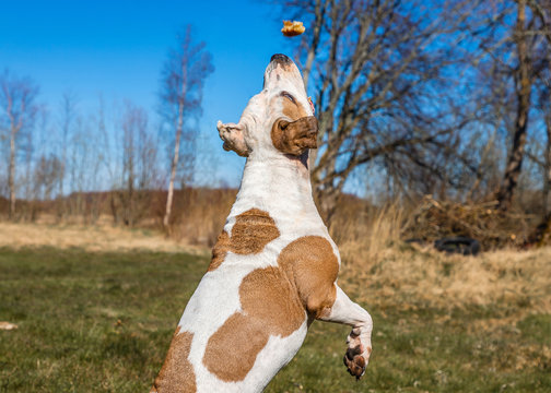 Rabid Images – Parcourir 1,439 le catalogue de photos, vecteurs et ...