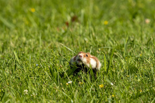 「Hamsterbacken」の写真素材 | 33件の無料イラスト画像 | Adobe Stock