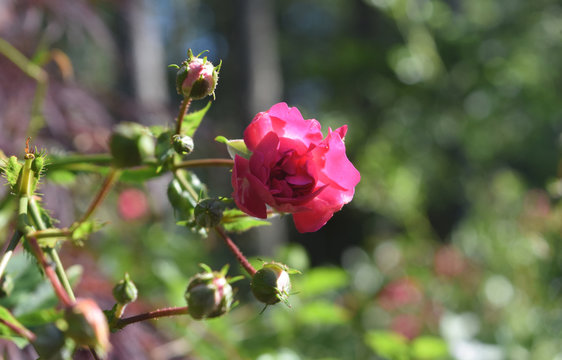 Rose-Bud Images – Browse 57 Stock Photos, Vectors, and Video | Adobe Stock