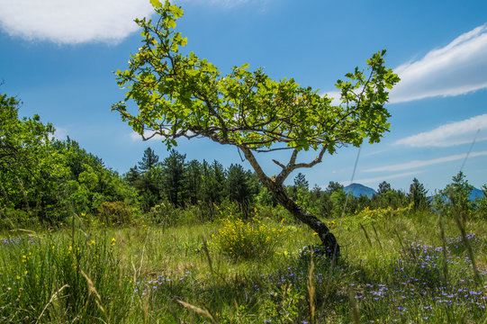 Truffier Images – Browse 64 Stock Photos, Vectors, and Video | Adobe Stock