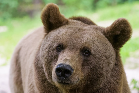 Free Bear Images – Browse 5,685 Free Stock Photos, Vectors, and Video ...