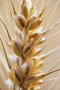"Wheat Closeup" Images – Browse 251 Stock Photos, Vectors, and Video ...
