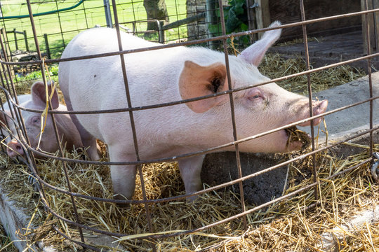 รูปภาพPigglet – เลือกดูภาพถ่ายสต็อก เวกเตอร์ และวิดีโอ181 | Adobe Stock