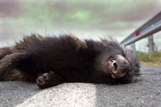 "Killing Animals" Images – Browse 84 Stock Photos, Vectors, and Video ...