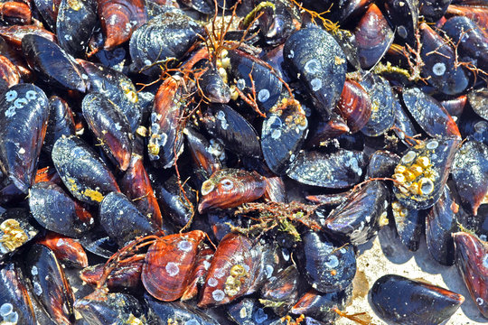 "Sea Mussels" Images – Browse 5,646 Stock Photos, Vectors, and Video ...