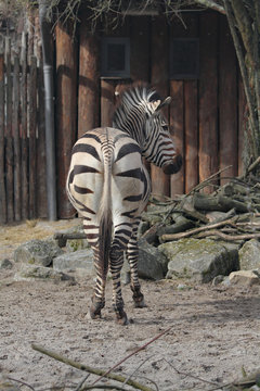 「Fluchttier」の画像 - 864 件の Stock 写真、ベクターおよびビデオ | Adobe Stock