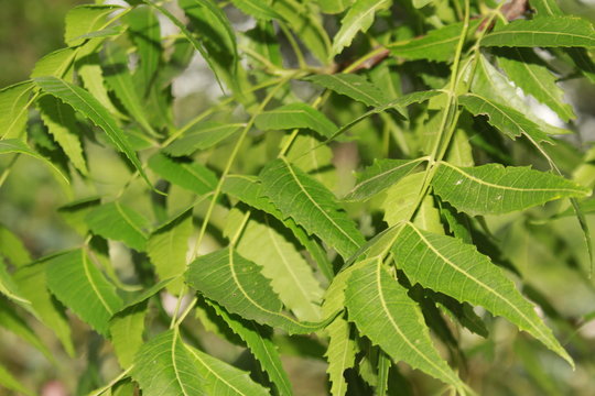 Nimtree 이미지 – 찾아보기 8,767 스톡 사진, 벡터 및 비디오 | Adobe Stock