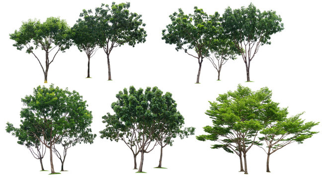 Free Trees Images – Browse 61,113 Free Stock Photos, Vectors, and Video ...