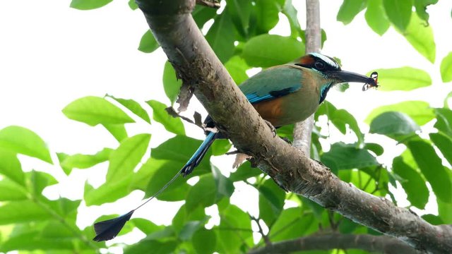 Momotidae Images – Browse 223 Stock Photos, Vectors, and Video | Adobe ...