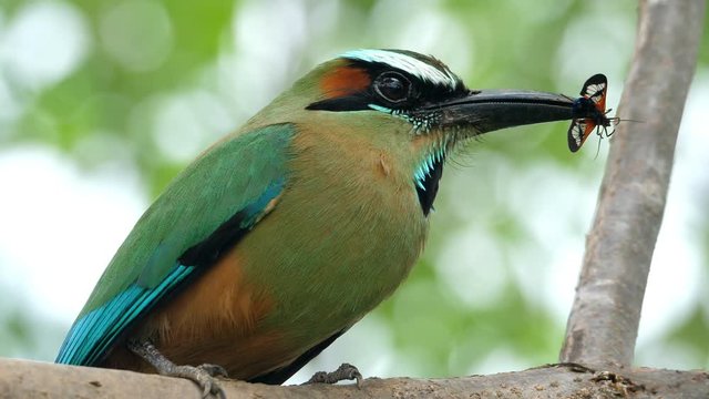 Momotidae Images – Browse 223 Stock Photos, Vectors, and Video | Adobe ...