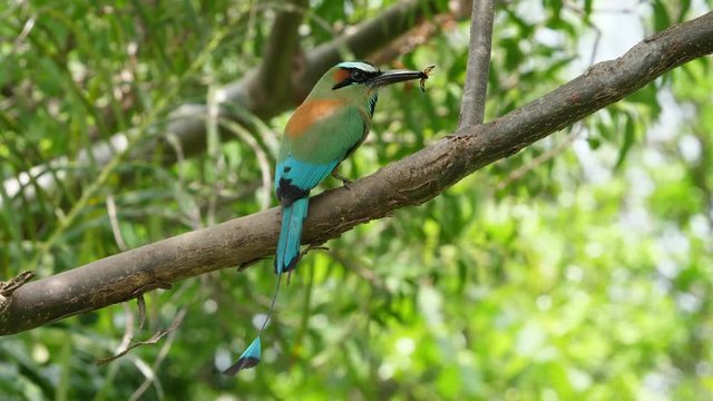 Momotidae Images – Browse 223 Stock Photos, Vectors, and Video | Adobe ...