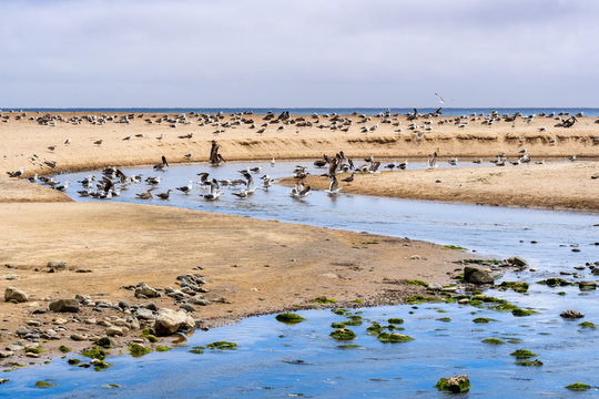 Gazo-Bilder: Stock-Fotos & -Videos. | Adobe Stock
