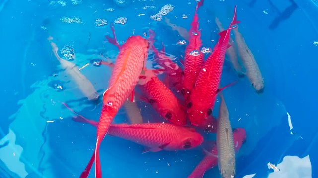 Imagens de Menpachi – Explore Fotografias do Stock, Vetores e Vídeos de ...