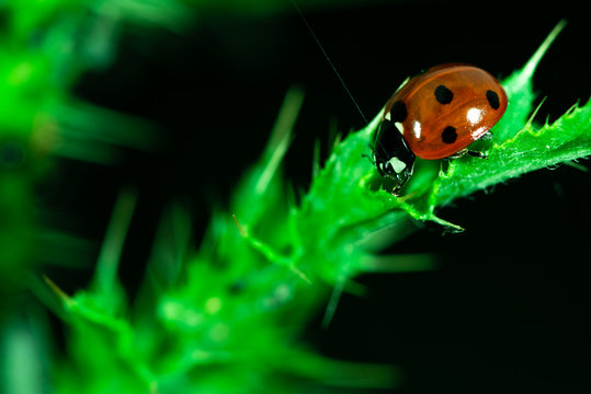 รูปภาพPolyphaga – เลือกดูภาพถ่ายสต็อก เวกเตอร์ และวิดีโอ1,622 | Adobe Stock