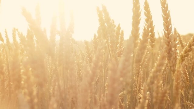 Malt Images – Browse 139,128 Stock Photos, Vectors, and Video | Adobe Stock