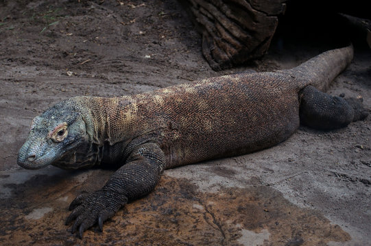 「Waran」の画像 - 1,875 件の Stock 写真、ベクターおよびビデオ | Adobe Stock