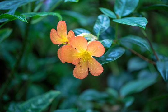 「Blumme」の写真素材 | 122件の無料イラスト画像 | Adobe Stock