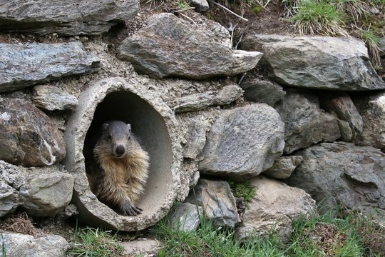 รูปภาพTopolone – เลือกดูภาพถ่ายสต็อก เวกเตอร์ และวิดีโอ243 | Adobe Stock