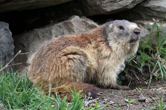 รูปภาพTopolone – เลือกดูภาพถ่ายสต็อก เวกเตอร์ และวิดีโอ243 | Adobe Stock