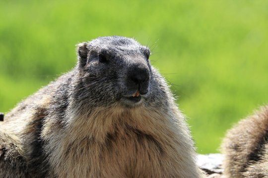 Topolone Billeder – Gennemse 243 stockfotos, vektorer og videoer ...