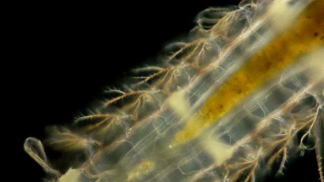 Tracheata Images – Browse 360 Stock Photos, Vectors, and Video | Adobe ...