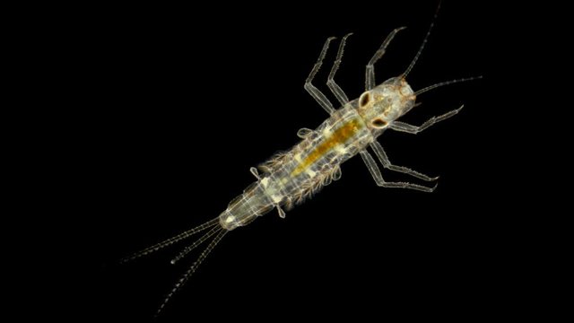 Tracheata Images – Browse 360 Stock Photos, Vectors, and Video | Adobe ...