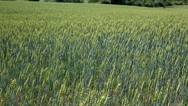 "Rural Economy" Images – Browse 10,731 Stock Photos, Vectors, and Video ...