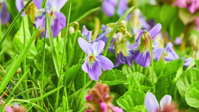 Banafsa Images – Browse 101 Stock Photos, Vectors, and Video | Adobe Stock