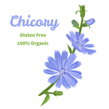 Chicory Icon Bilder – Durchsuchen 519 Archivfotos, Vektorgrafiken und ...