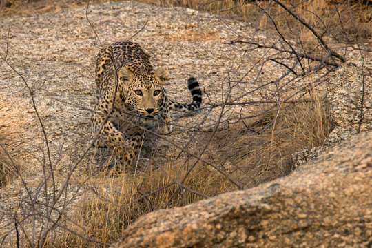 Leopardess Images – Browse 1,383 Stock Photos, Vectors, and Video ...