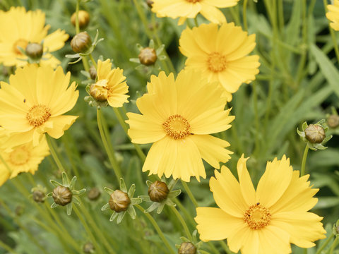 รูปภาพCapitules – เลือกดูภาพถ่ายสต็อก เวกเตอร์ และวิดีโอ463 | Adobe Stock