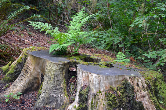 รูปภาพTreestumps – เลือกดูภาพถ่ายสต็อก เวกเตอร์ และวิดีโอ344 | Adobe Stock