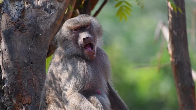 Rotarschpavian-Bilder: Stock-Fotos & -Videos. | Adobe Stock