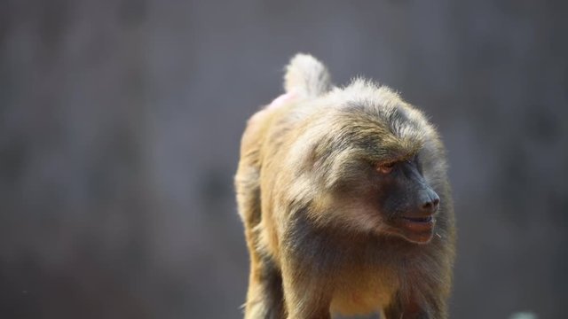 Rotarschpavian-Bilder: Stock-Fotos & -Videos. | Adobe Stock