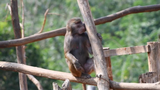 Rotarschpavian-Bilder: Stock-Fotos & -Videos. | Adobe Stock