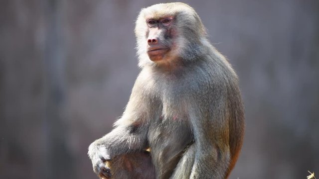 Rotarschpavian-Bilder: Stock-Fotos & -Videos. | Adobe Stock