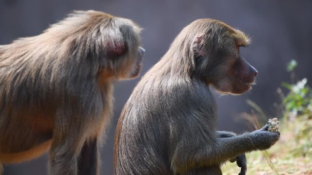 Rotarschpavian-Bilder: Stock-Fotos & -Videos. | Adobe Stock