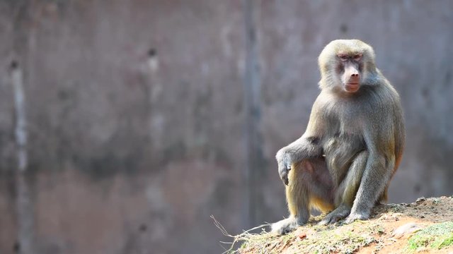 Rotarschpavian-Bilder: Stock-Fotos & -Videos. | Adobe Stock