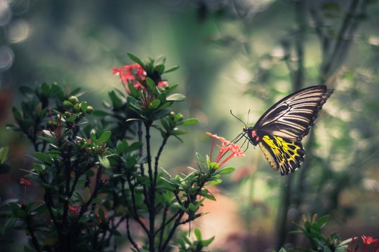 รูปภาพHeraclides – เลือกดูภาพถ่ายสต็อก เวกเตอร์ และวิดีโอ120 | Adobe Stock