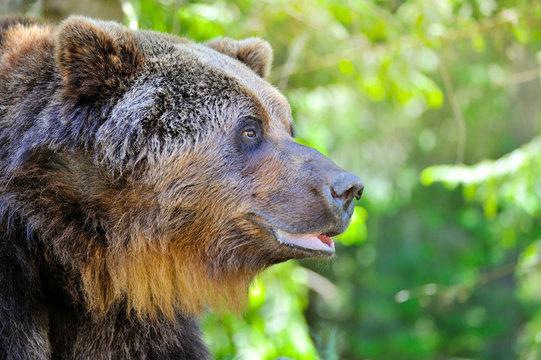 "Bear Portrait" Images – Browse 158 Stock Photos, Vectors, and Video ...
