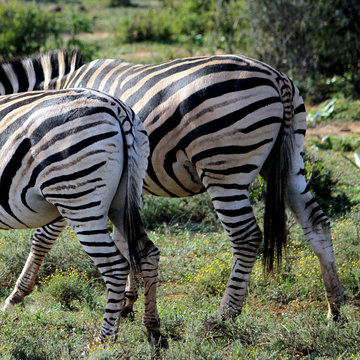 Leucistic Zebra