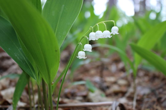 รูปภาพLili – เลือกดูภาพถ่ายสต็อก เวกเตอร์ และวิดีโอ1,579 | Adobe Stock