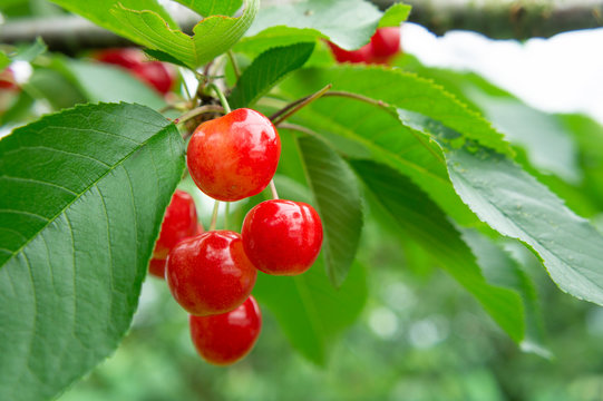 13 BEST Catamite IMAGES, STOCK PHOTOS & VECTORS | Adobe Stock