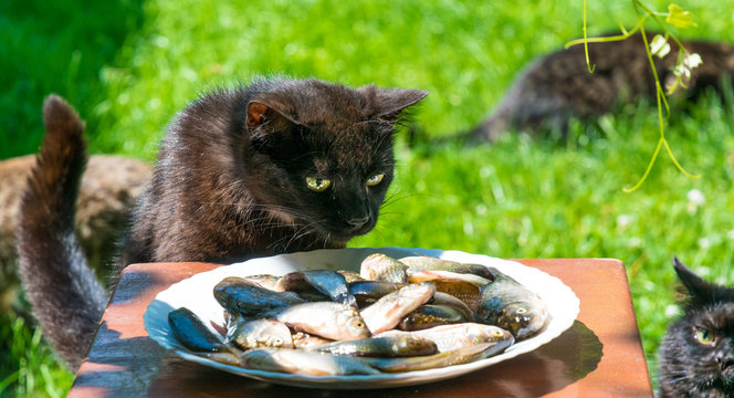 รูปภาพStarveling – เลือกดูภาพถ่ายสต็อก เวกเตอร์ และวิดีโอ351 | Adobe Stock