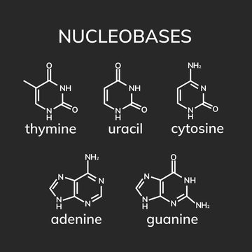 รูปภาพNucleobases – เลือกดูภาพถ่ายสต็อก เวกเตอร์ และวิดีโอ7,170 | Adobe ...