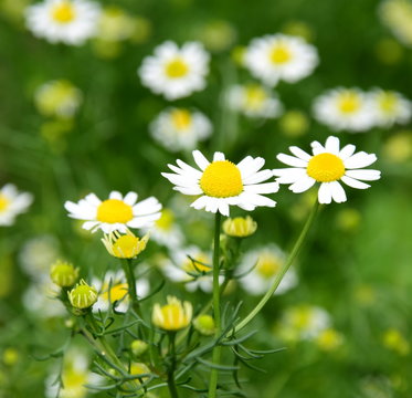 Matricariae Flos"」の写真素材 | 39件の無料イラスト画像 | Adobe Stock