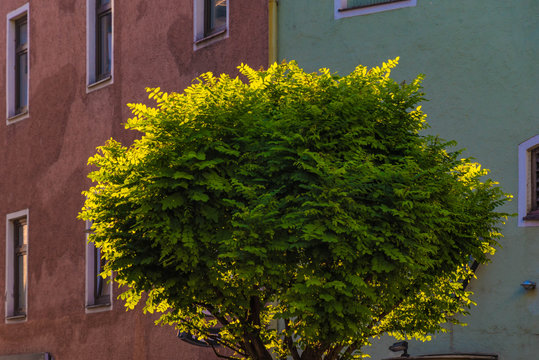 1,596 BÄSTA BILDERNA, STOCKFOTONA OCH VEKTORBILDERNA MED BESKRIVNINGEN ...