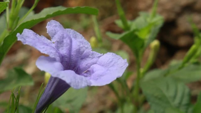 "Snapdragon Root" Images – Browse 84 Stock Photos, Vectors, and Video ...